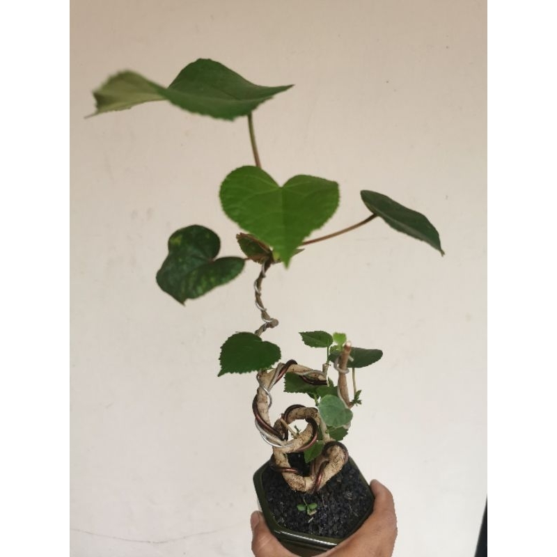 Jual Waru Taiwan / Bonsai Waru / Bonsai Mame | Shopee Indonesia