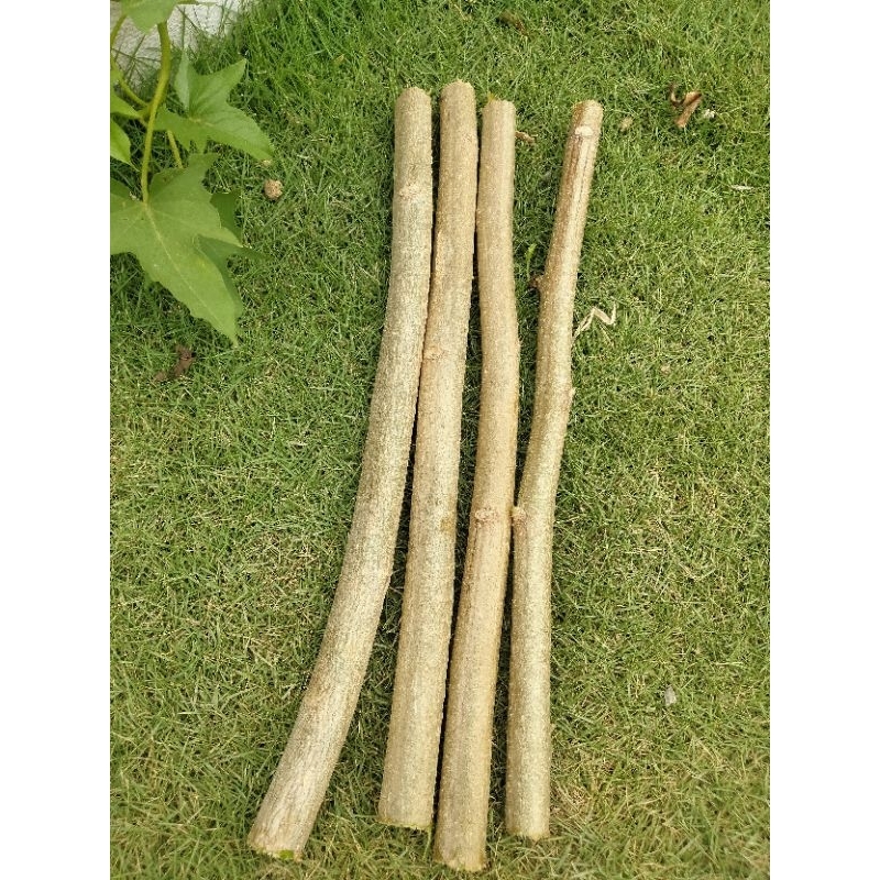 Jual setek pohon kelor | Shopee Indonesia