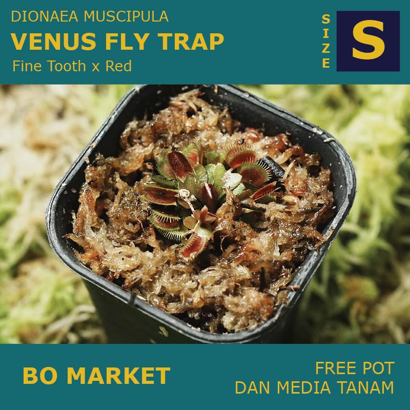 Jual Venus Flytrap Fine tooth x Red Size S 3cm | Shopee Indonesia