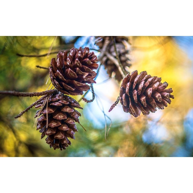Jual buah pinus atau kembang pinus kering bahan rustic kerajinan tangan ...