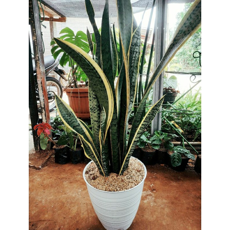 Jual Tanaman hias hidup sansivera atau lidah mertua sudah berikut pot ...
