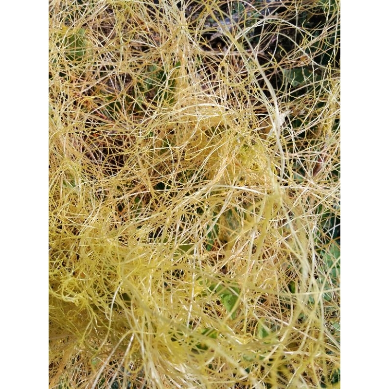 Jual TALI PUTRI 100 GRAM / TANAMAN TALI PUTRI SEGAR / BENALU TALI PUTRI ...