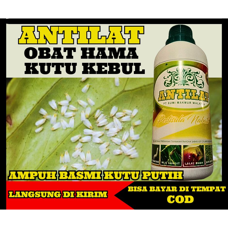 Jual pestisida antilat obat hama kutu putih, kutu kebul pada daun ...