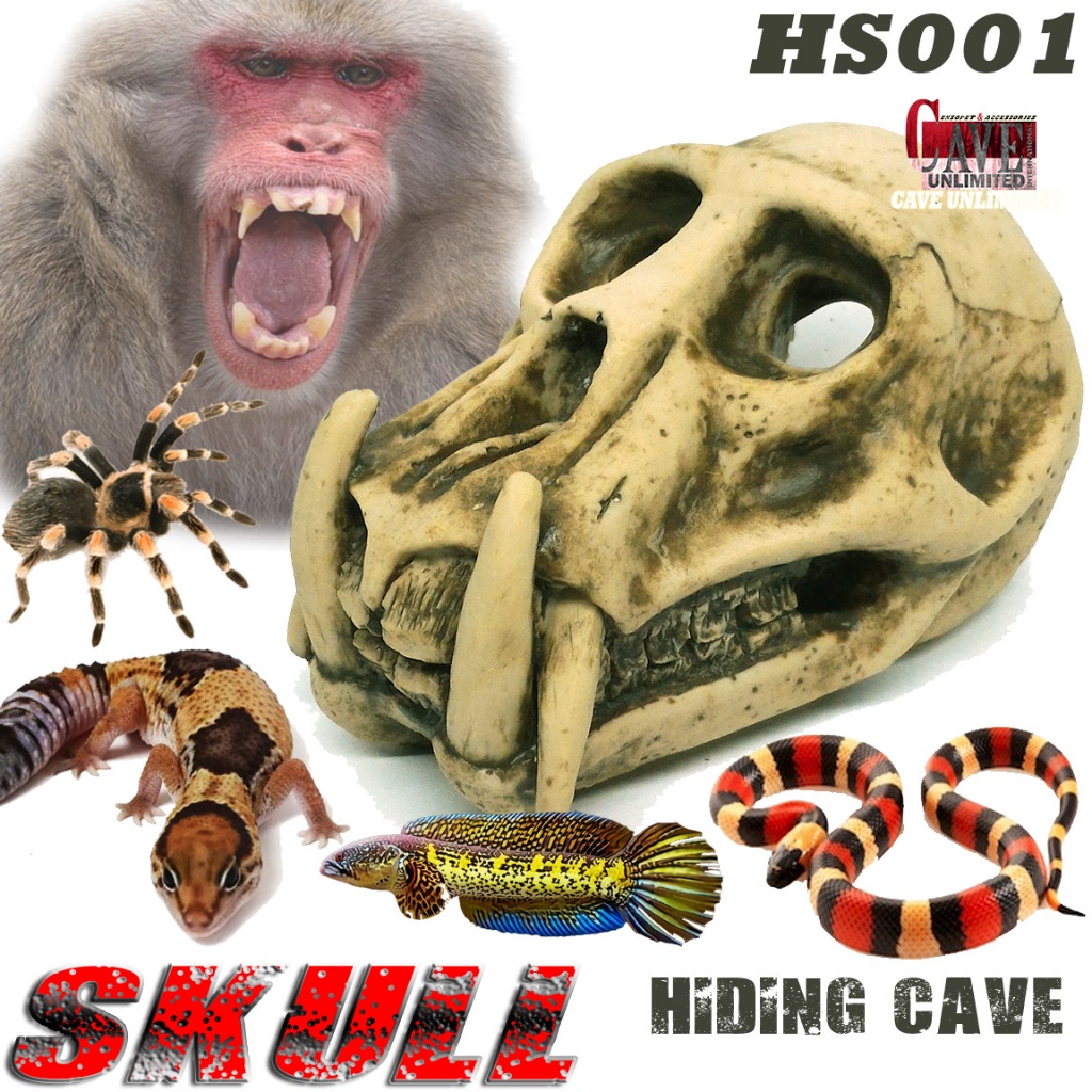 Jual HS001 HIDING SKULL TENGKORAK KEPALA BABON MONYET MONKEY HIDDING ...
