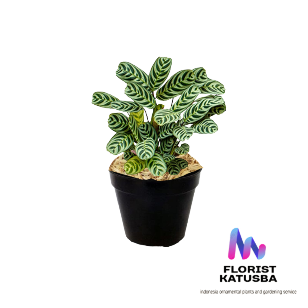 Jual Tanaman calathea burle marx - calathea maranta sepat murah ...