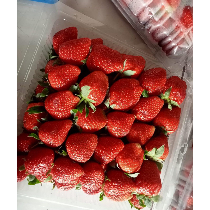 Jual STRAWBERRY SUPER 1kg | Shopee Indonesia