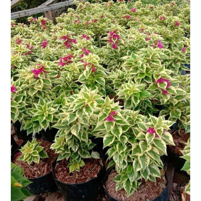 Jual Tanaman hias Bougenville Import Id Singapore varigata bunga Merah ...