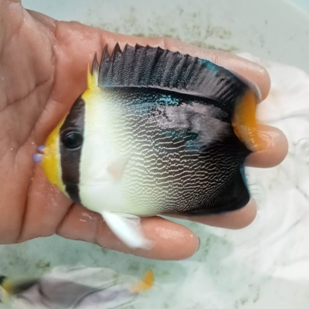 Jual Angel Marmut / Singapore Angelfish / Ikan Hias Air Laut / Tankmate ...