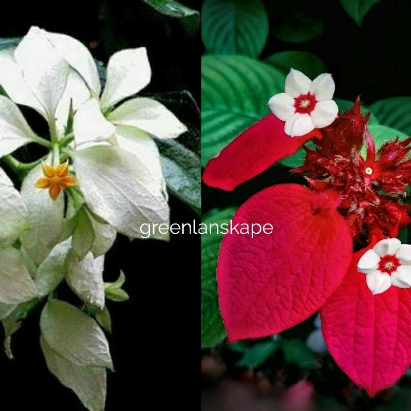 Jual paket 2 tanaman Nusa indah merah dan putih Red Flag Bush nusa ...