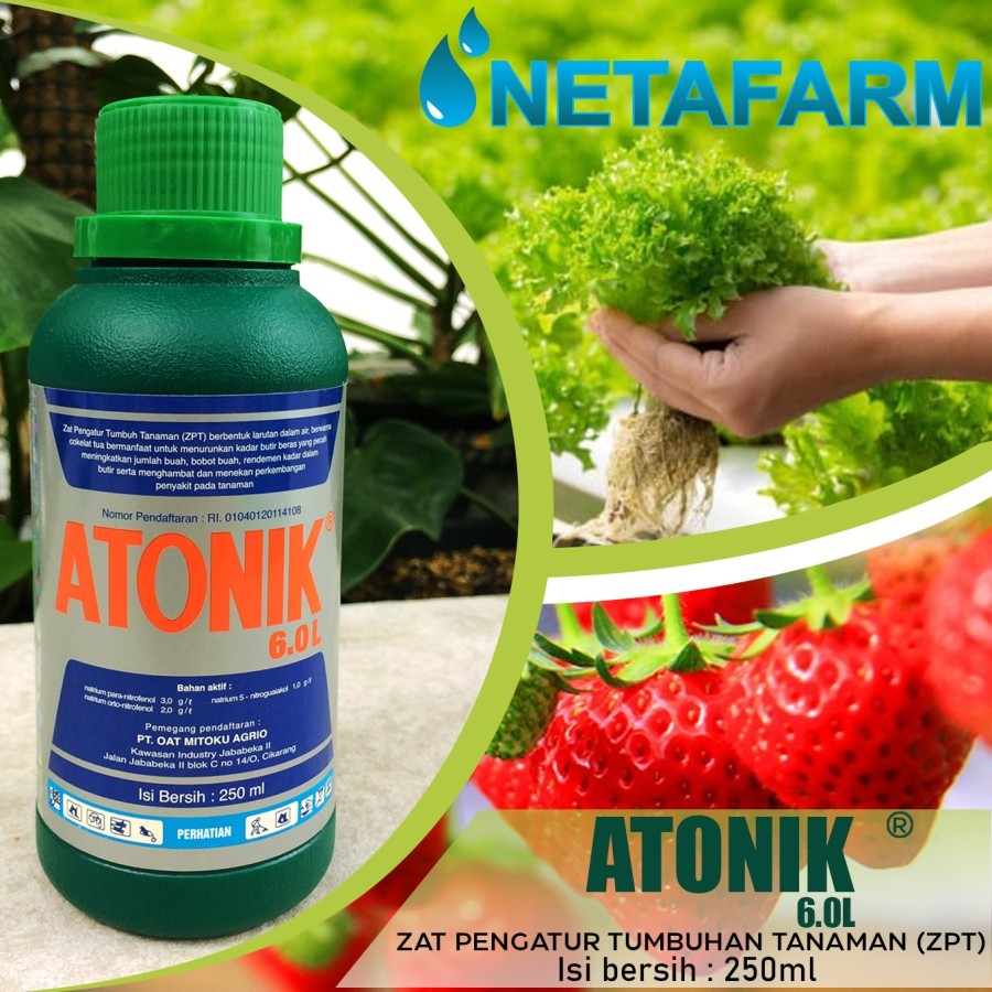 Jual ATONIK 6.0 L Zat Pengatur Tumbuh Tanaman / ZPT ( 100ml ) | Shopee ...