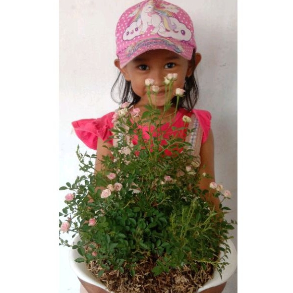 Jual Baby Rose,Tanaman Hias Mawar Minion Baby Rose | Shopee Indonesia