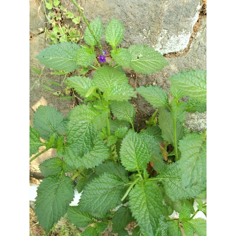 Jual DAUN PECUT KUDA SEGAR 1KG / DAUN PECUT KUDA HERBAL / DAUN PECUT ...