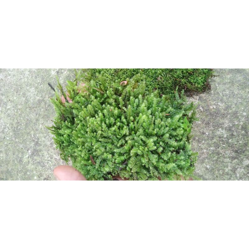 Jual mos darat gorontalo porsi 1 kg mos paludarium | Shopee Indonesia