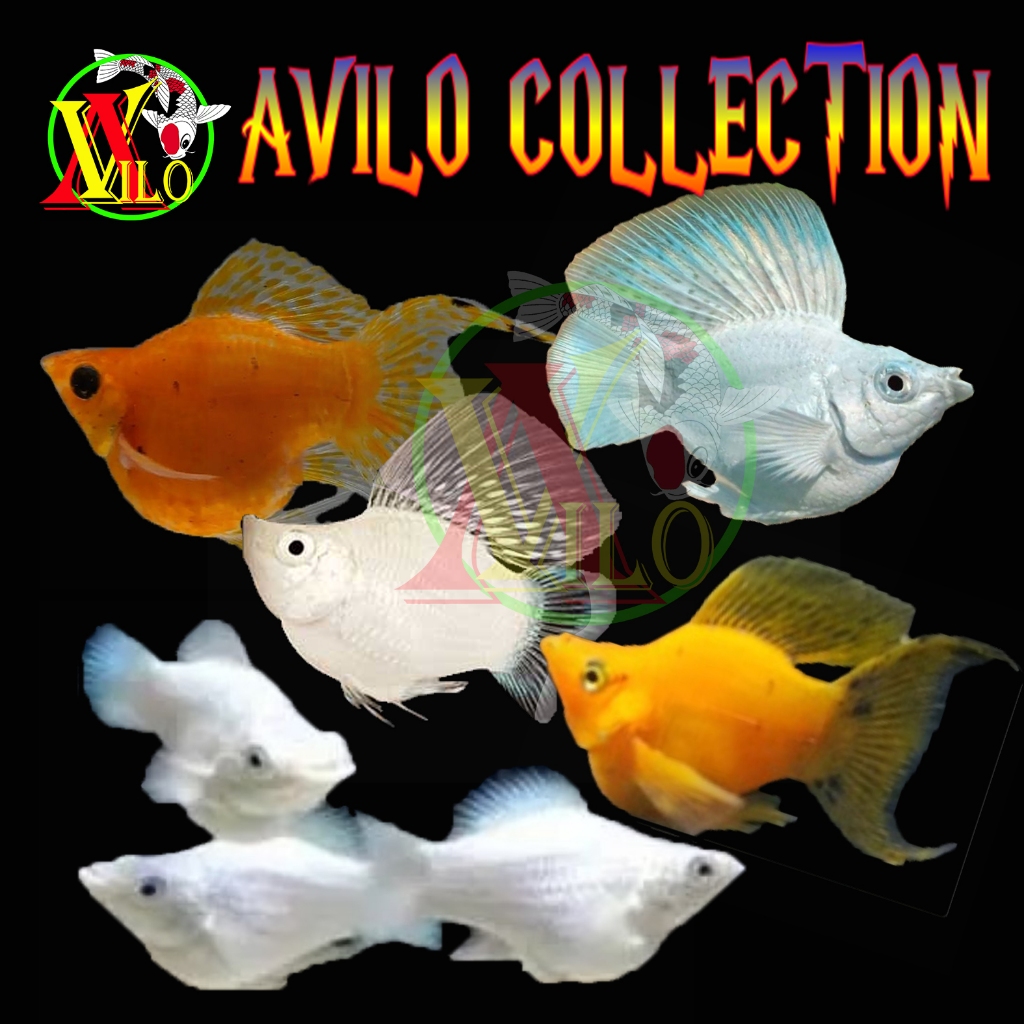 Jual paket 10 ekor ikan aquascape molly moli balon platinum golden mix ...