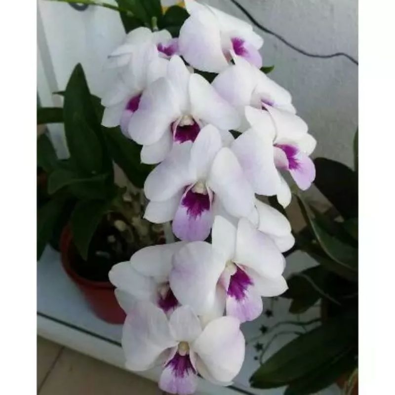 Jual Anggrek Dendrobium Chaopraya Sweet MINI - Tanaman hias hidup ...
