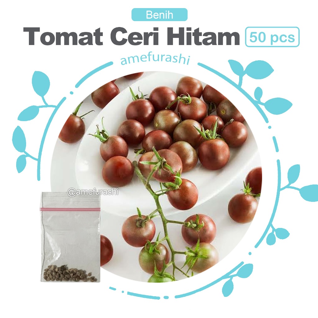 Jual Amefurashi 50 Biji Benih Black Cherry Tomato Tomat Ceri Hitam ...