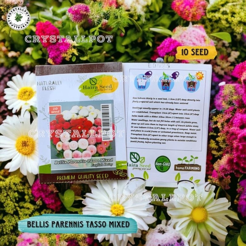 Jual Benih Bibit Bunga English Daisy Bellis Tasso Mix Haira Seed ...