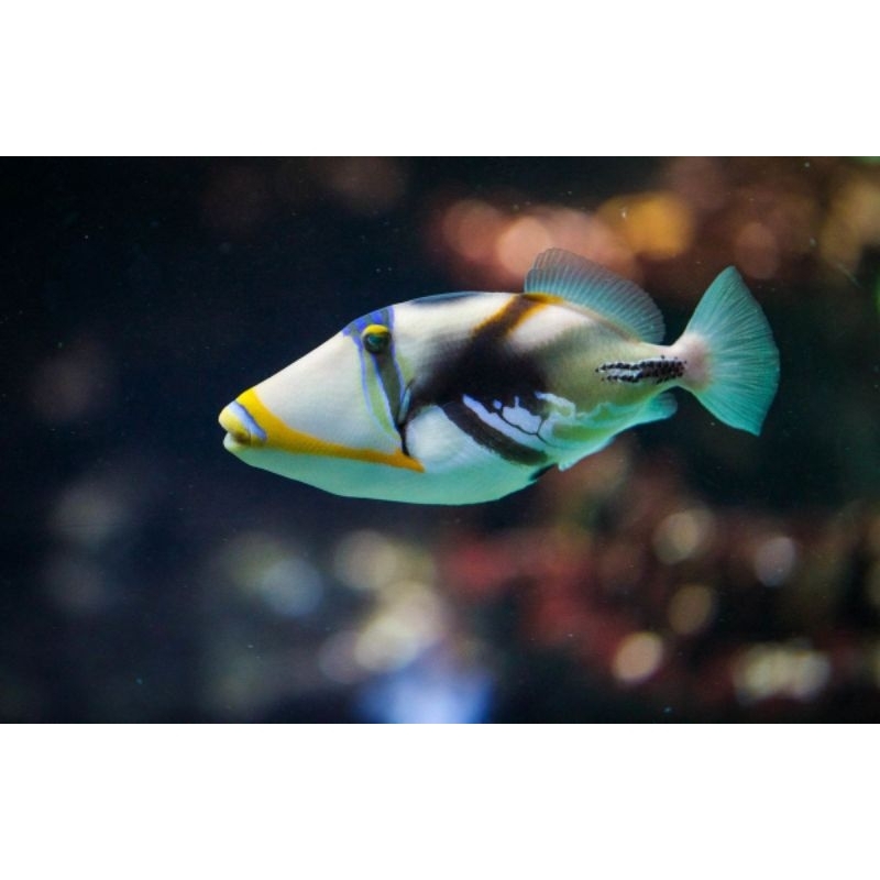 Jual ikan hias laut TRIGGER MOTOR | Shopee Indonesia