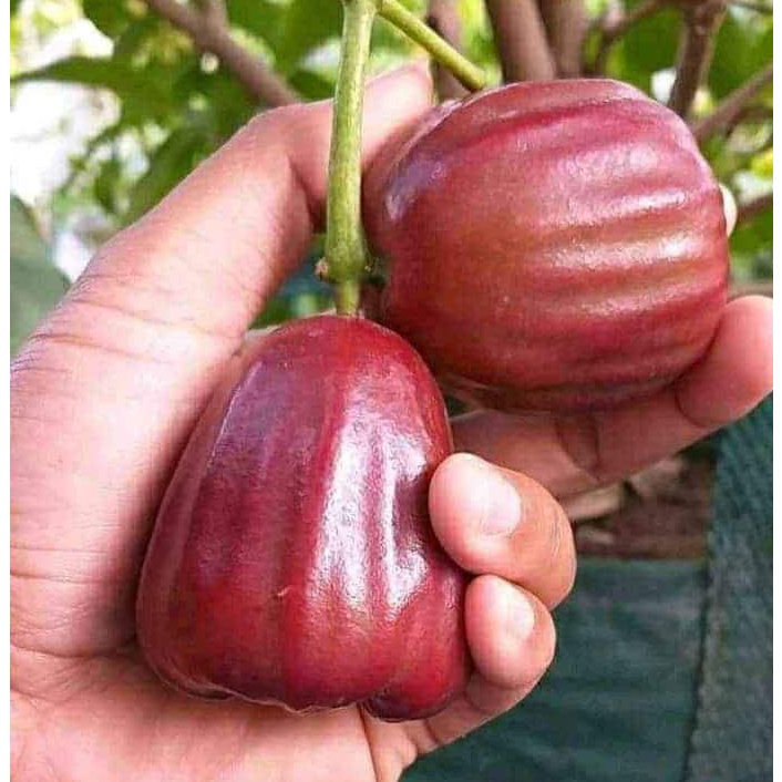 Jual BIBIT JAMBU DALHARI BERBUNGA | Shopee Indonesia