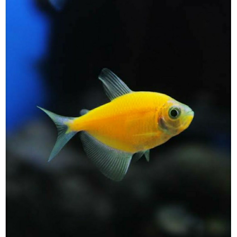 Jual ikan hias fish tetra neon / ikan fish neon tetra / ikan warna ...
