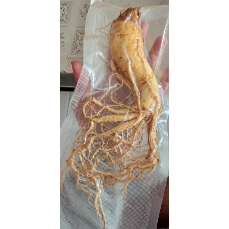 Jual Ginseng Merah Korea jumbo | Shopee Indonesia