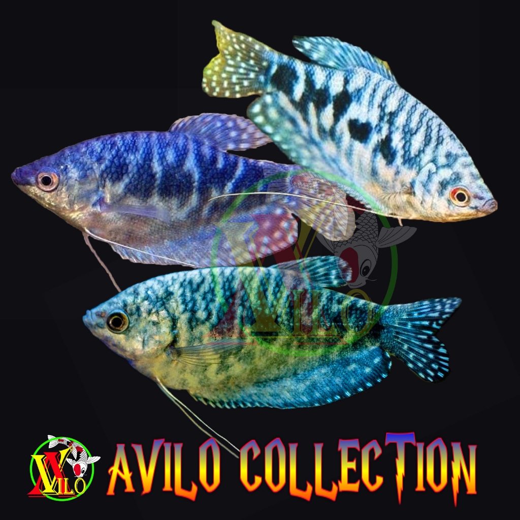 Jual ikan sepat hias sepat biru rosbi loreng ikan aquascape | Shopee ...