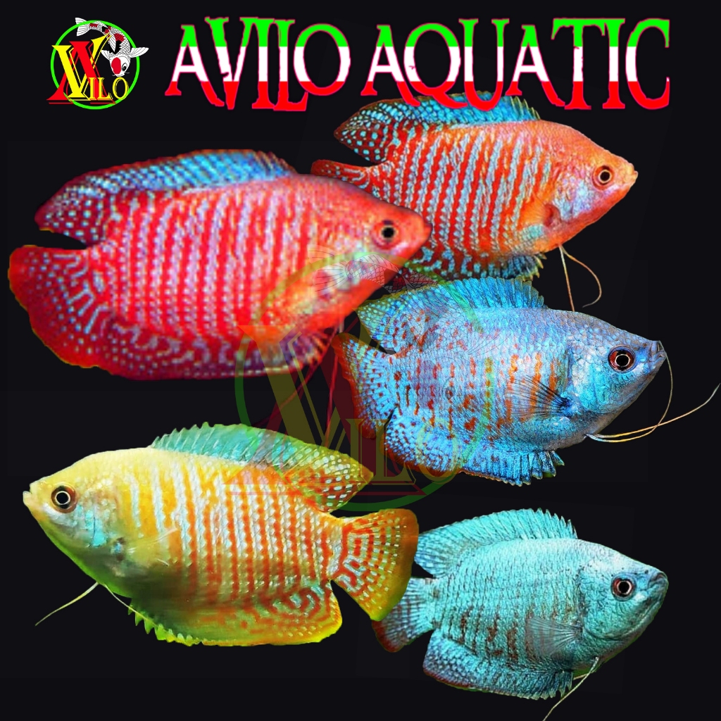 Jual ikan hias aquascape sepat tralis lalius sepat garis kecil | Shopee ...