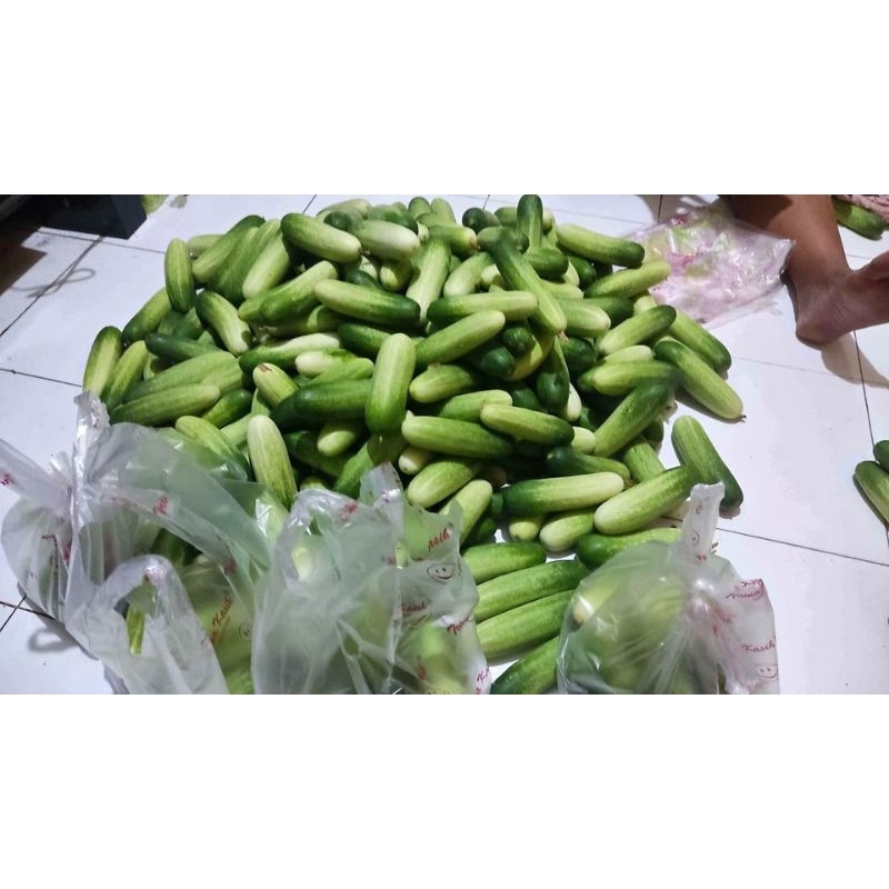 Jual Timun Segar 1 kg / Buah Timun Sayur Segar / Buah Bonteng Segar ...