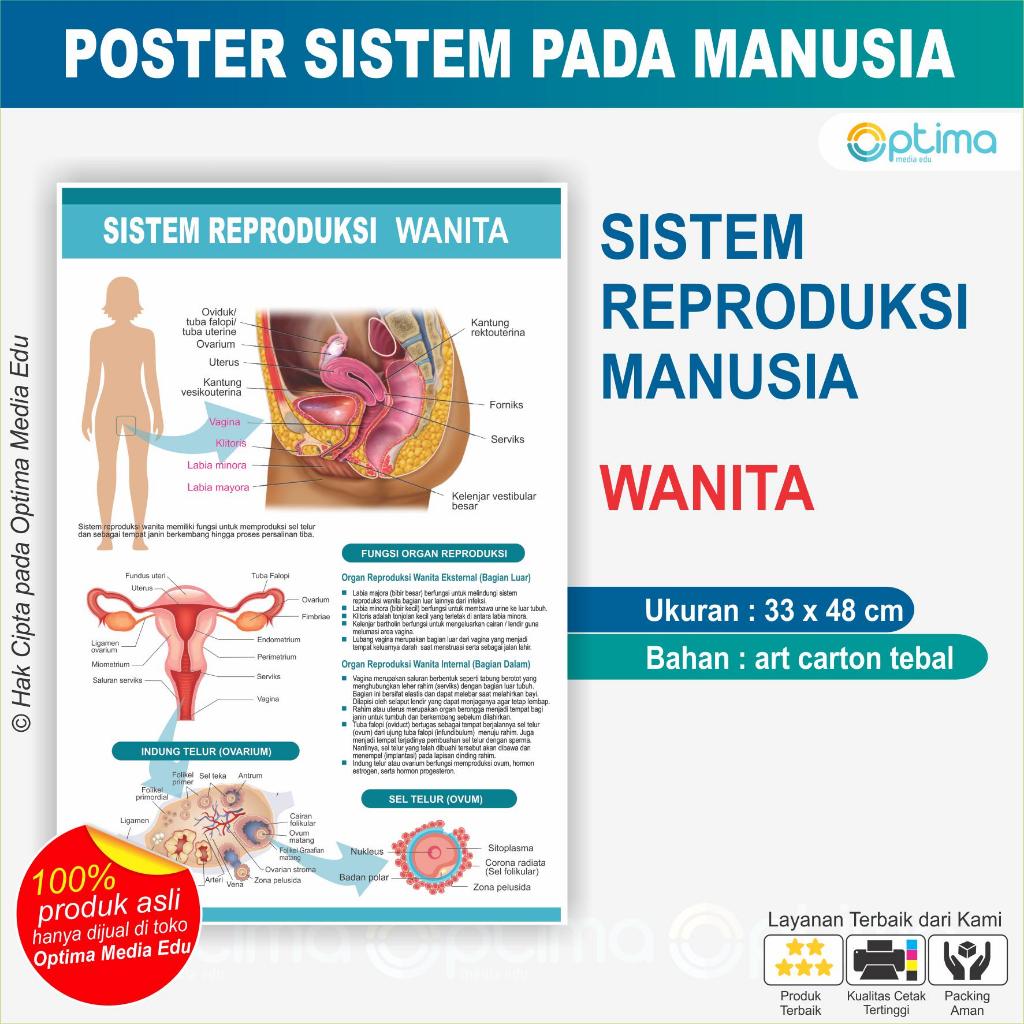 Jual Poster Carta Anatomi Sistem pada Manusia : Endokrin, Indra ...
