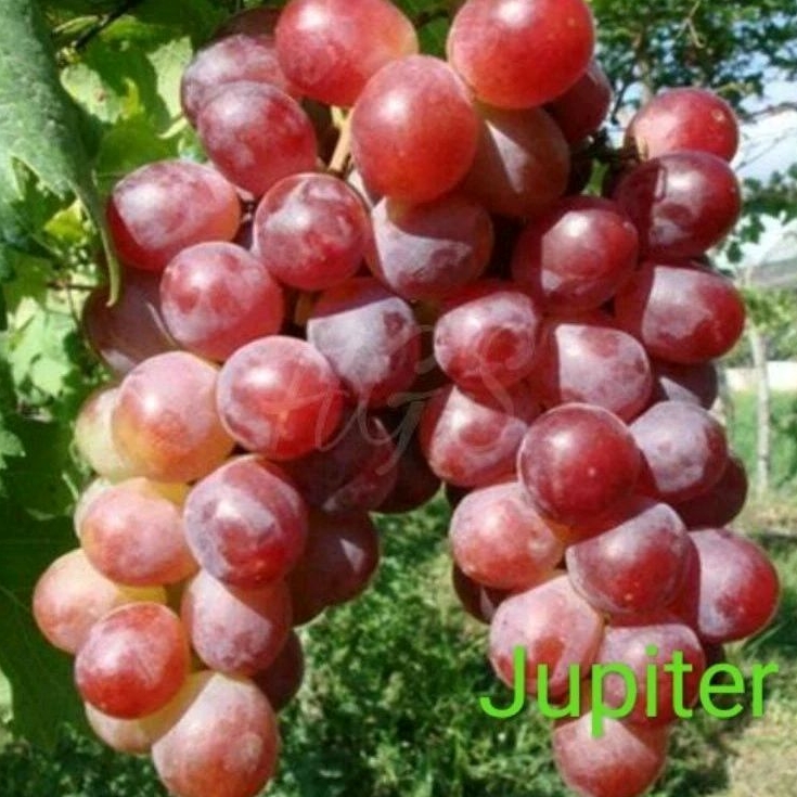 Jual BIBIT TANAMAN ANGGUR JUPITER | Shopee Indonesia