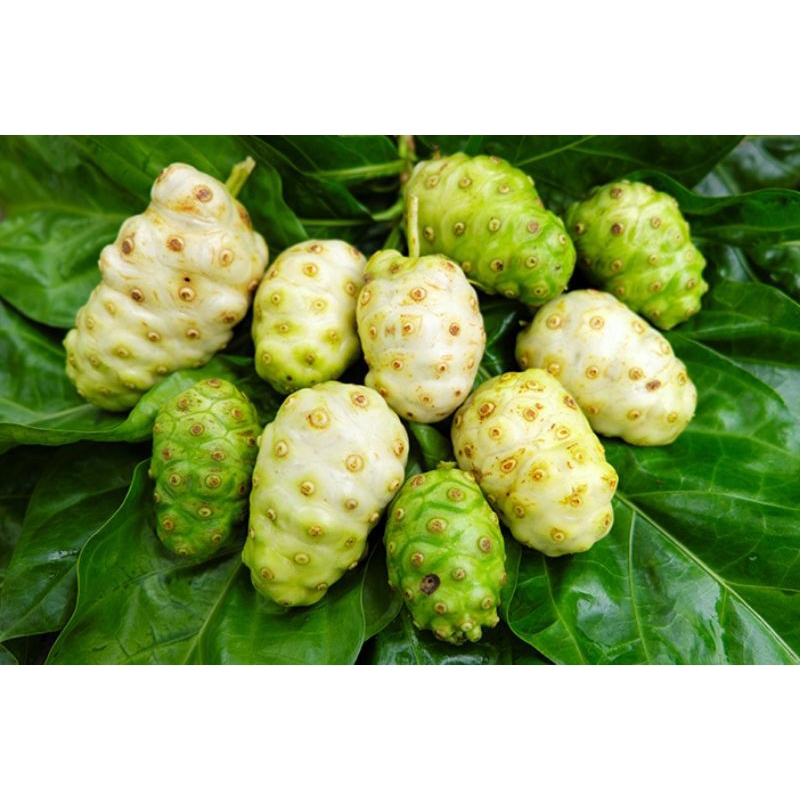 Jual BUAH MENGKUDU Morinda citrifolia atau keumeudee (Aceh); pace ...