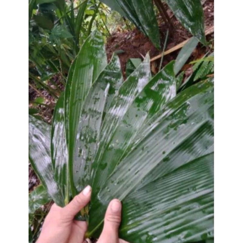 Jual daun bambu jumbo bungkus bakcang per 50 pcs / lembar | Shopee ...