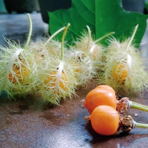 Jual Bibit Benih Buah Rambusa Markisa Mini (12 Butir) | Shopee Indonesia