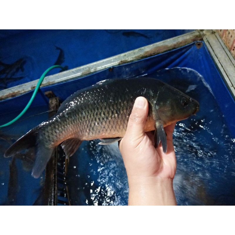 Jual IKAN MAS HIDUP IKAN SEGAR IKAN HIDUP (1KG ISI 2,3,4,5,6,7,8EKOR ...