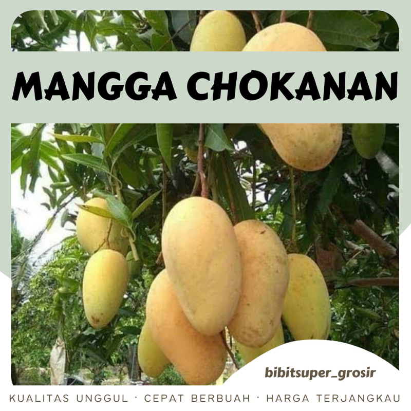 Jual Tanaman Mangga Chokanan super batang besar | Shopee Indonesia
