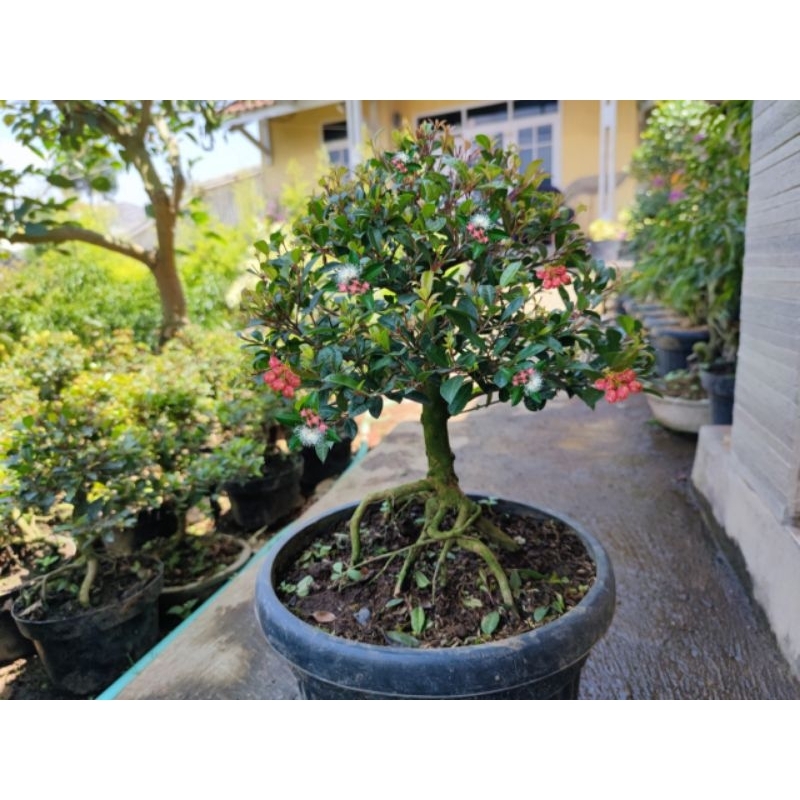 Jual Bonsai Jambu bonsai Buah Jambu lyly pilly bonsai Jambu air ...
