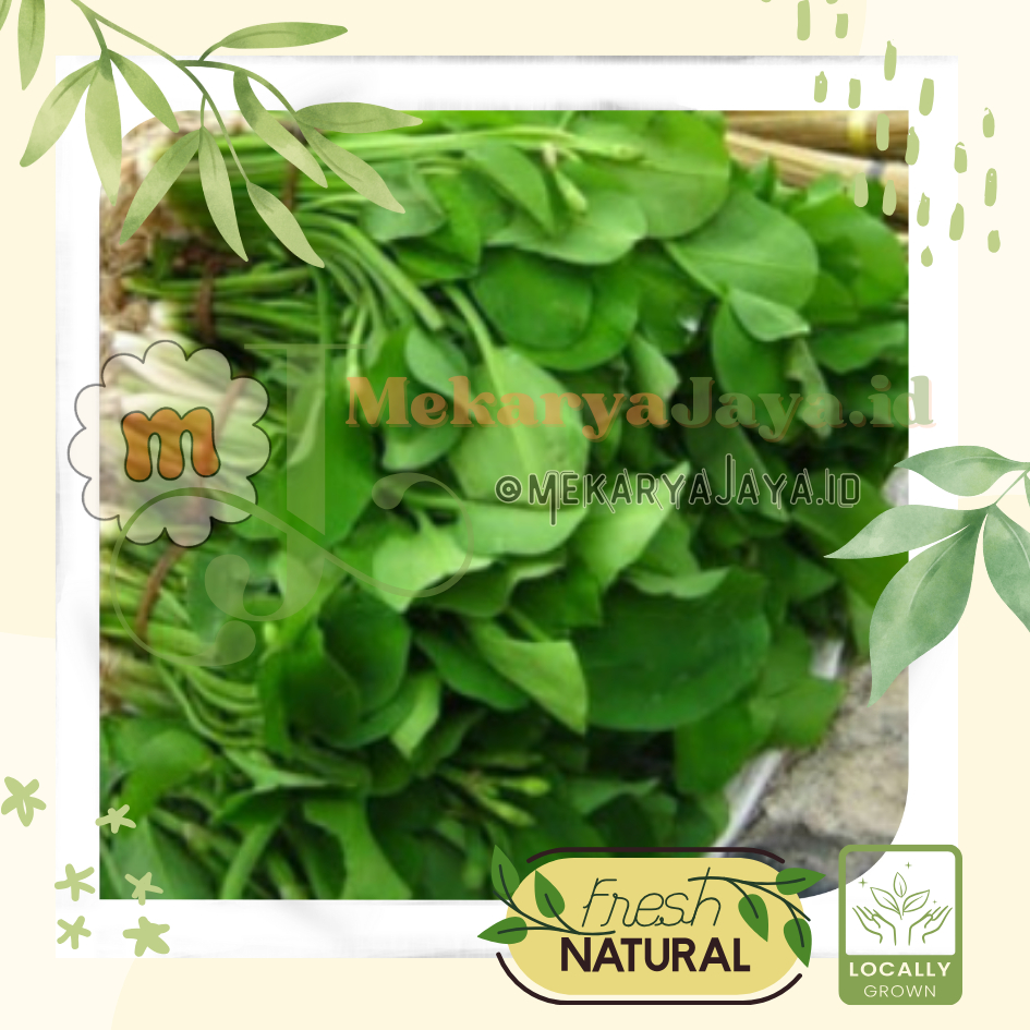 Jual [MJ-Fresh] - Sayur Genjer / Sayur Eceng Gondok / Kelayan Sayur ...