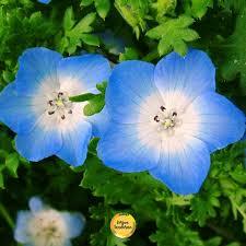 Jual Tanaman Hias Bunga Baby Blue Eyes - Tanaman Nemophila - BUNGA BABY ...