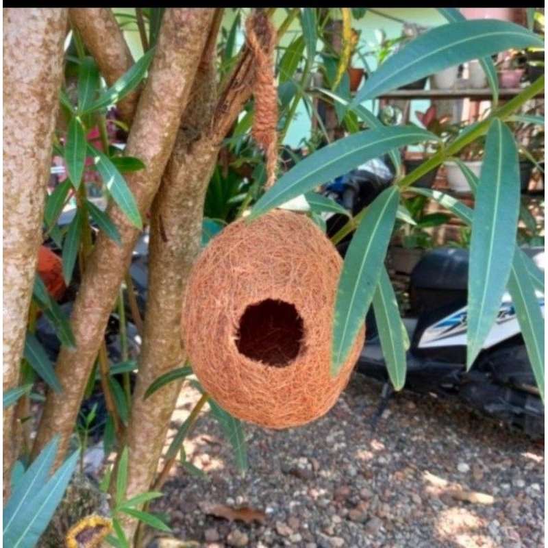 Jual SUSUH MANUK SUSUH BULAT SARANG BURUNG GLODOK BURUNG SABUT KELAPA ...