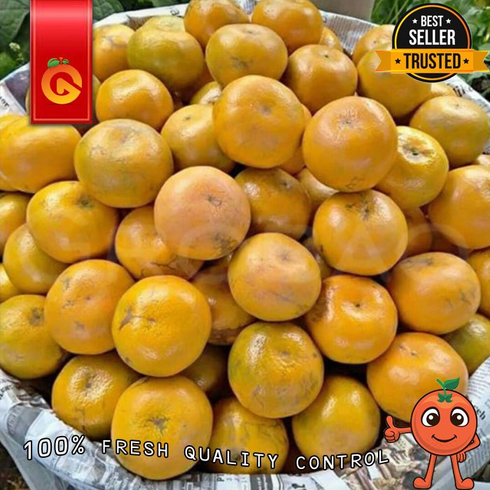 Jual BUAH JERUK MEDAN SUPER MANIS FRESH 1 KG | Shopee Indonesia