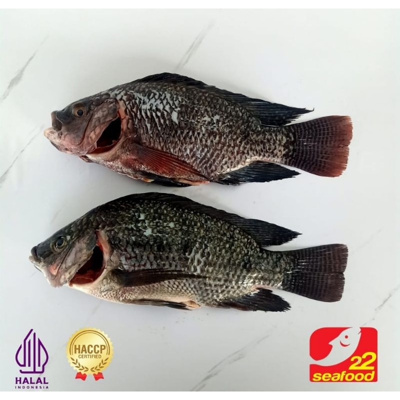 Jual Ikan Nila Hitam WGGS 0.9-1 kg / bersih tanpa sisik dan jeroan ...