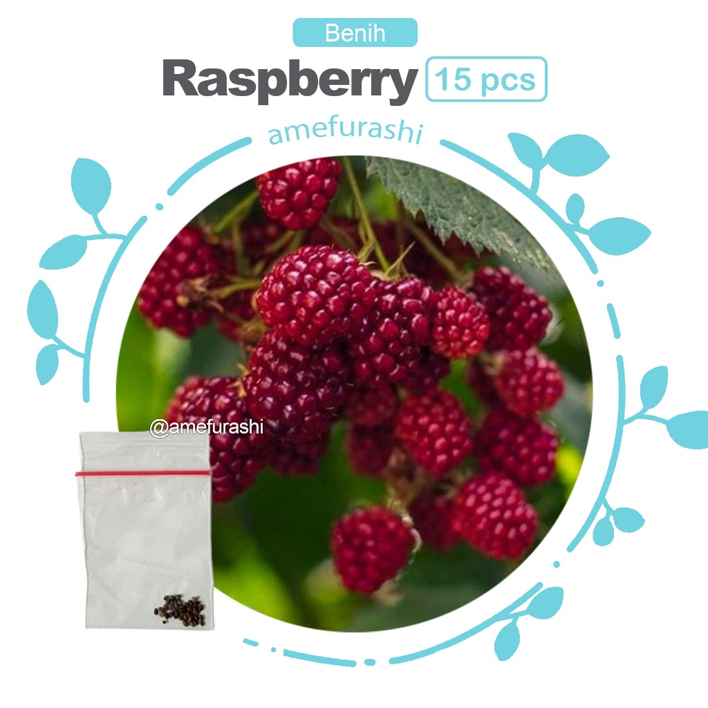 Jual Amefurashi 15 Benih Biji Bibit Buah Raspberry European Red ...