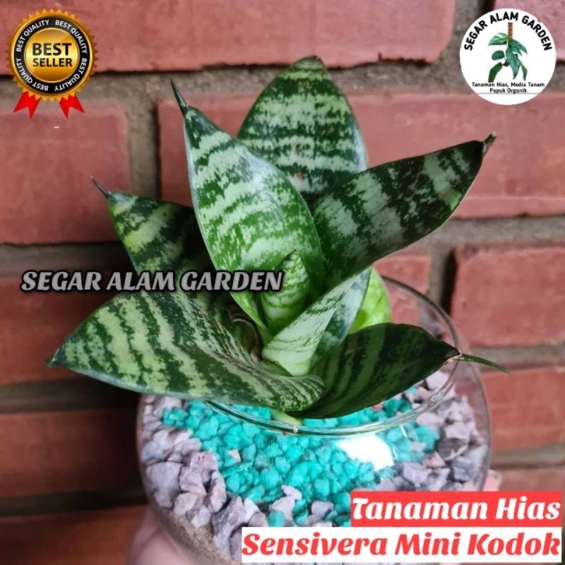Jual Tanaman hias sansivera mini - Sansivera kodok - Pohon lidah mertua ...