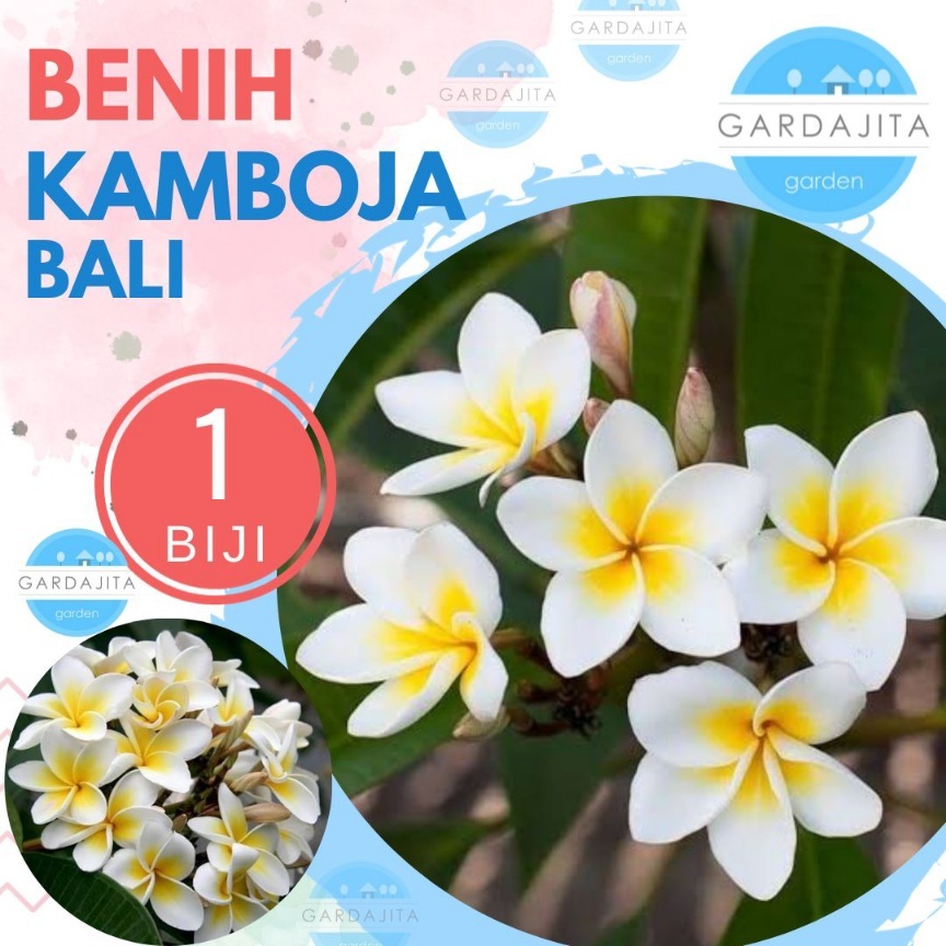 Jual Benih KAMBOJA BALI PUTIH - Biji Bunag | Shopee Indonesia