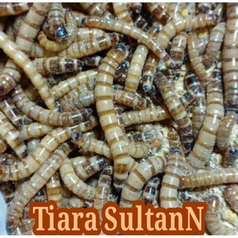 Jual Ulat Jerman hidup 1 Kg | Shopee Indonesia