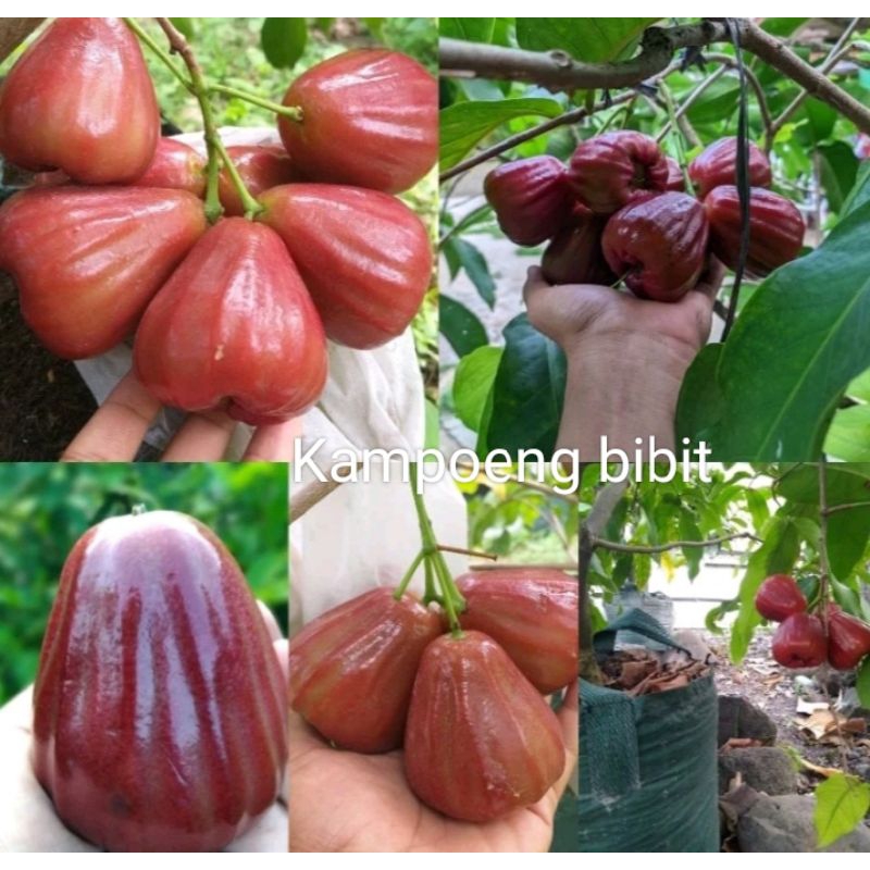 Jual Bibit jambu air mutiara hitam ukuran 1 meter up batang besar ...