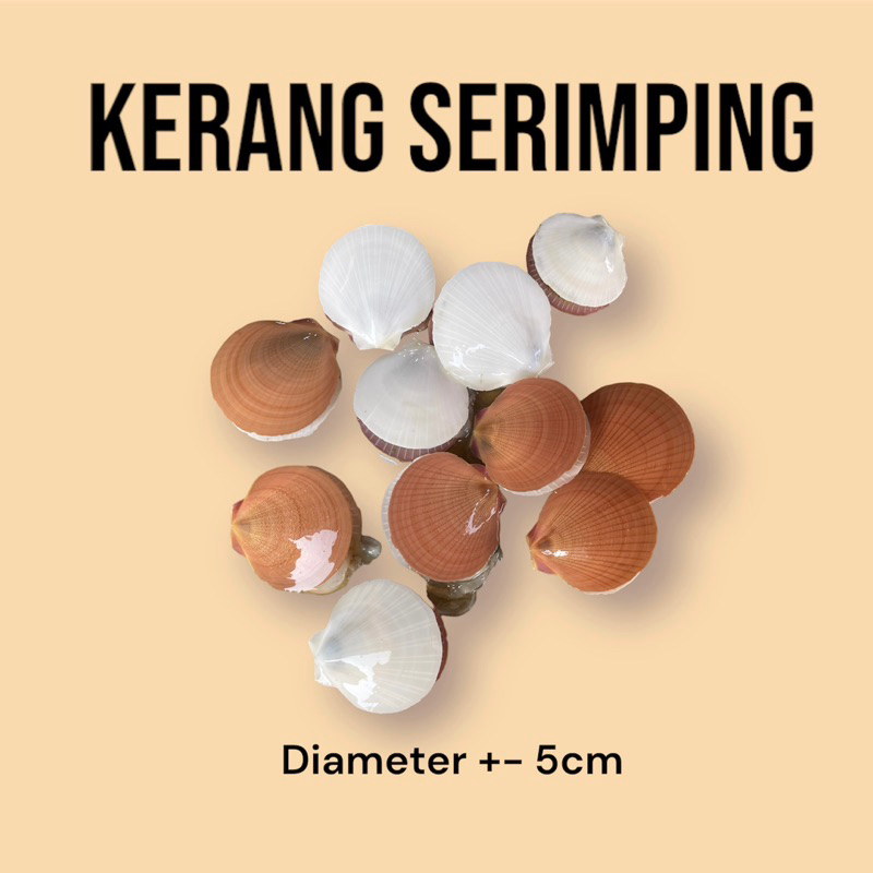 Jual kerang simping serimping segar | Shopee Indonesia