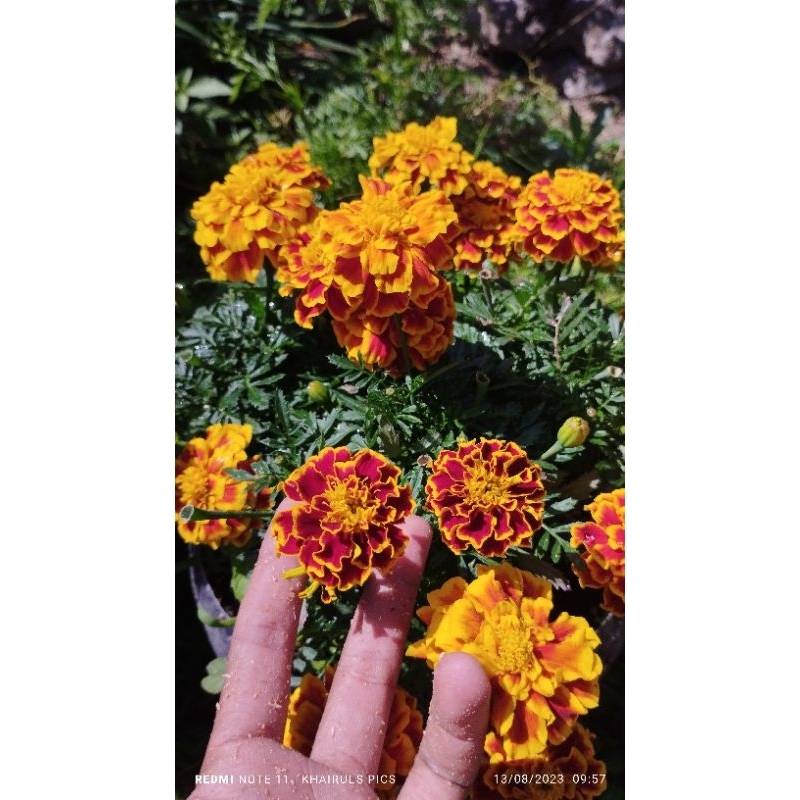 Jual MARIGOLD DURANGO MIX (Tagetes patula nana) benih/biji 30 butir ...