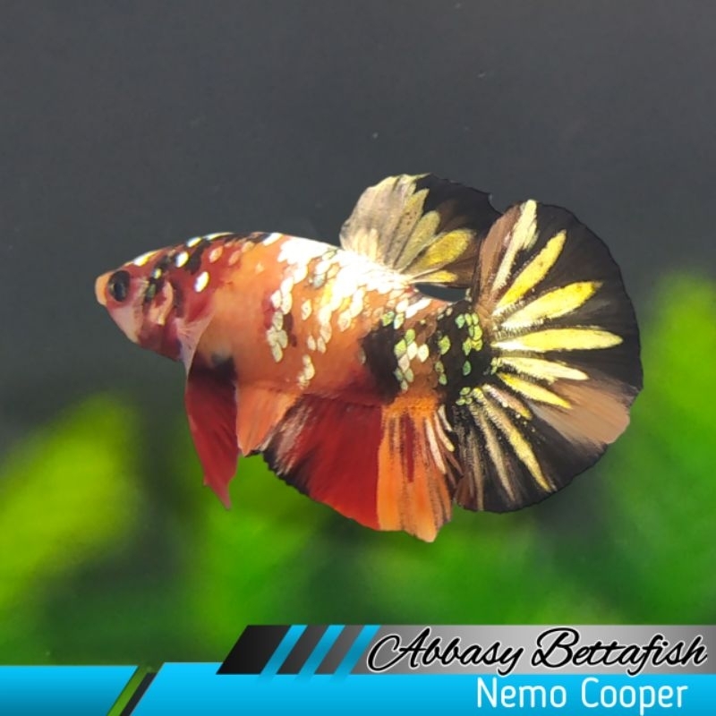 Jual Plakat Black Nemo Cooper Male Real | Shopee Indonesia
