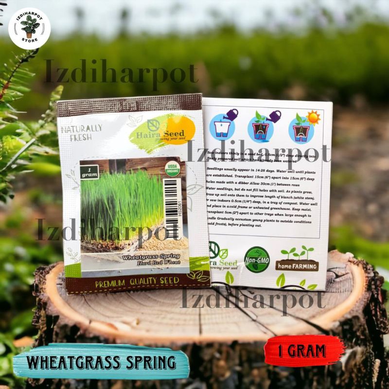 Jual Benih Bibit Rumput Gandum Wheatgrass Spring Merah Organik Haira ...